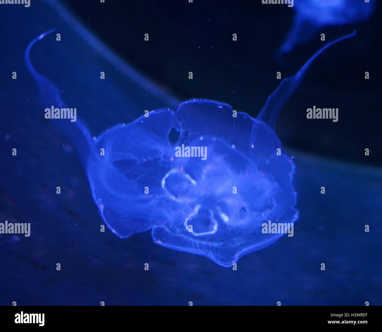 Moon Jelly, Jellyfish. Jellyfish are the major non-polyp form of ...