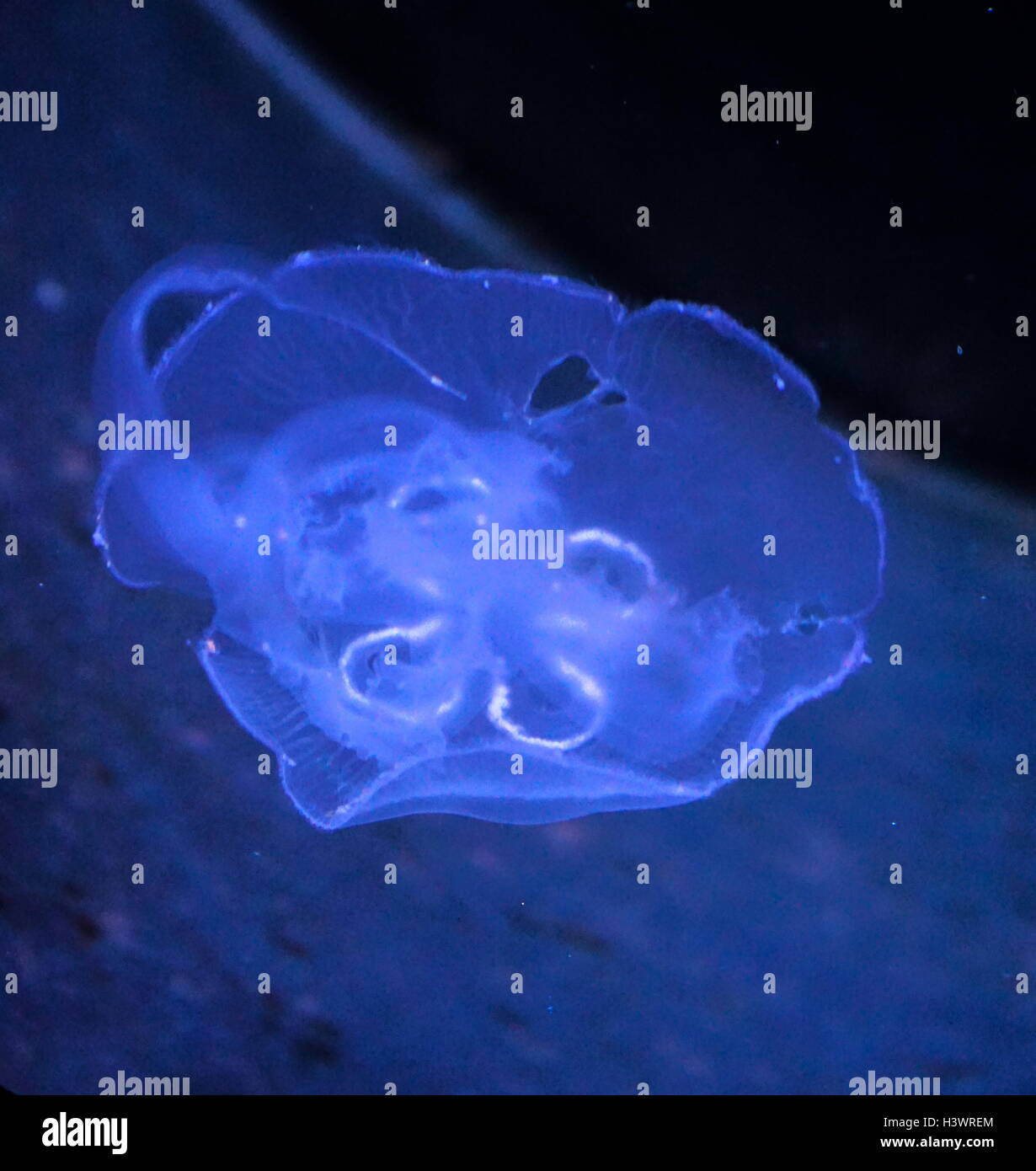 Moon Jelly, Jellyfish. Jellyfish are the major non-polyp form of ...