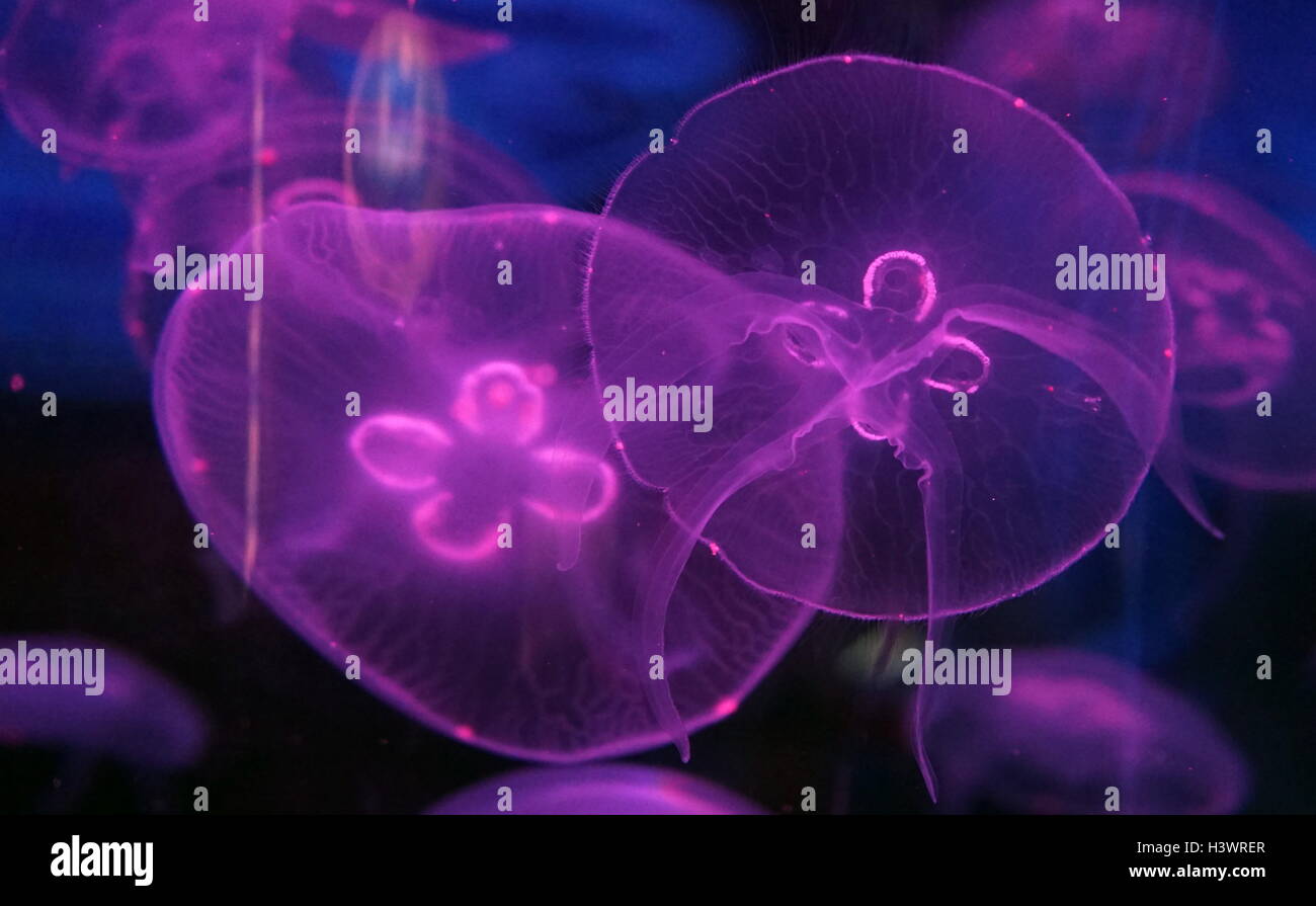 Moon Jelly, Jellyfish. Jellyfish are the major non-polyp form of ...