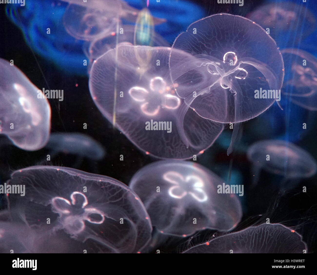 Non stinging jellyfish hi-res stock photography and images - Alamy