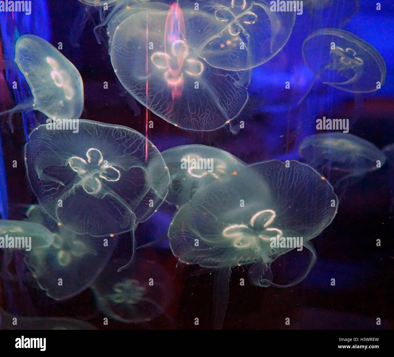 Jellyfish major non polyp form hi-res stock photography and images - Alamy