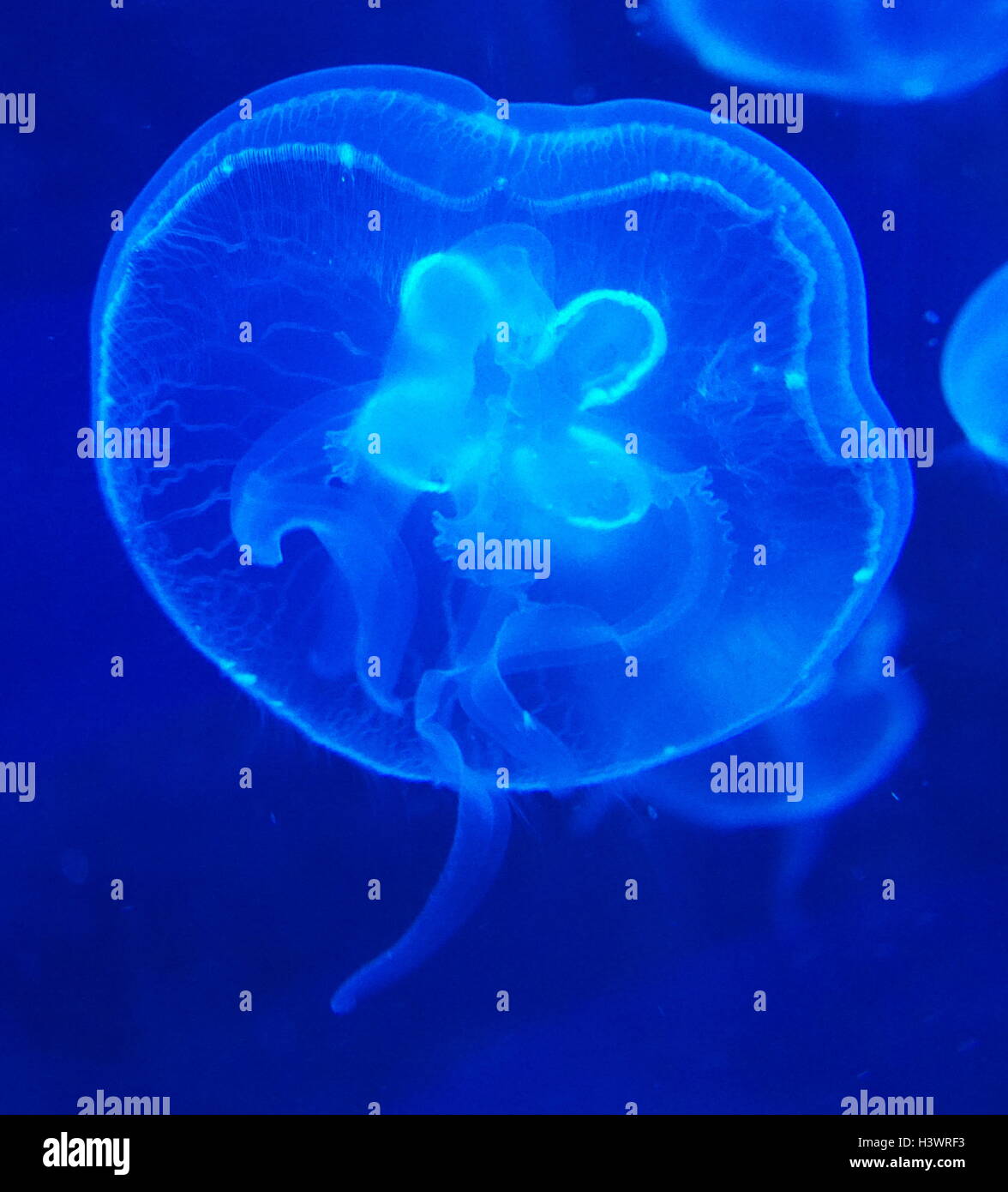 Moon Jelly, Jellyfish. Jellyfish are the major non-polyp form of ...