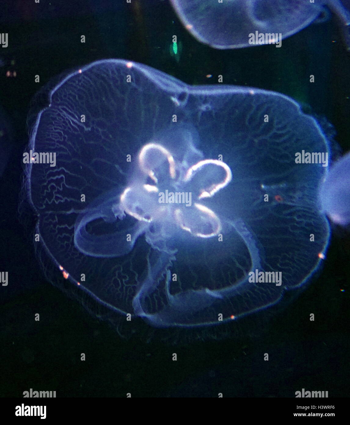 Moon Jelly, Jellyfish. Jellyfish are the major non-polyp form of ...