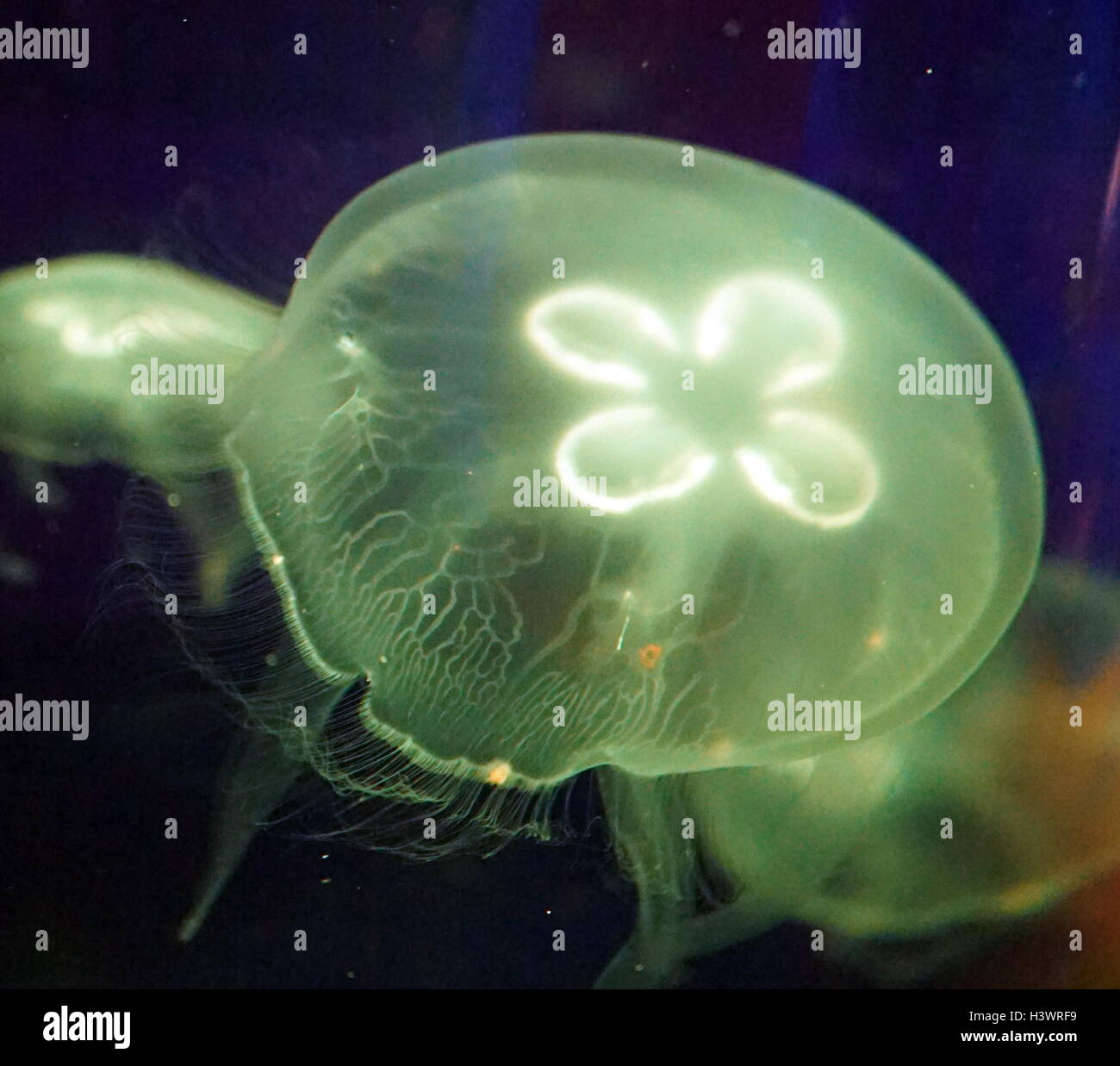 Moon Jelly, Jellyfish. Jellyfish are the major non-polyp form of ...