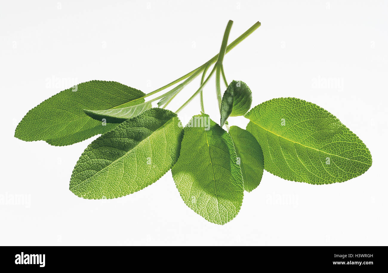 Sage, Salvia officinalis, leaves, herbs, herbs, spice, medicinal plants ...