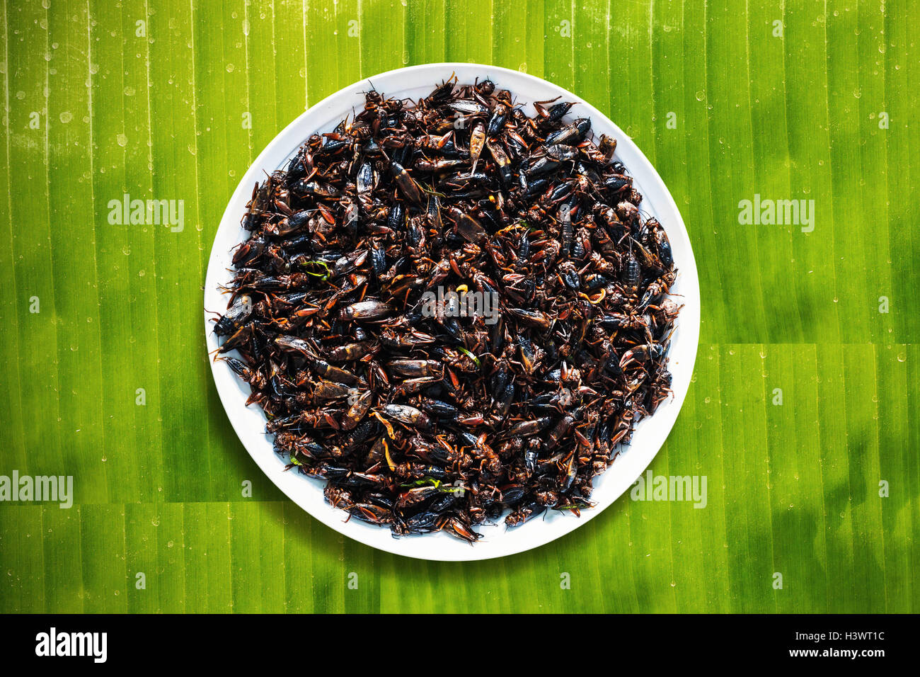 Crickets eating hi-res stock photography and images - Alamy