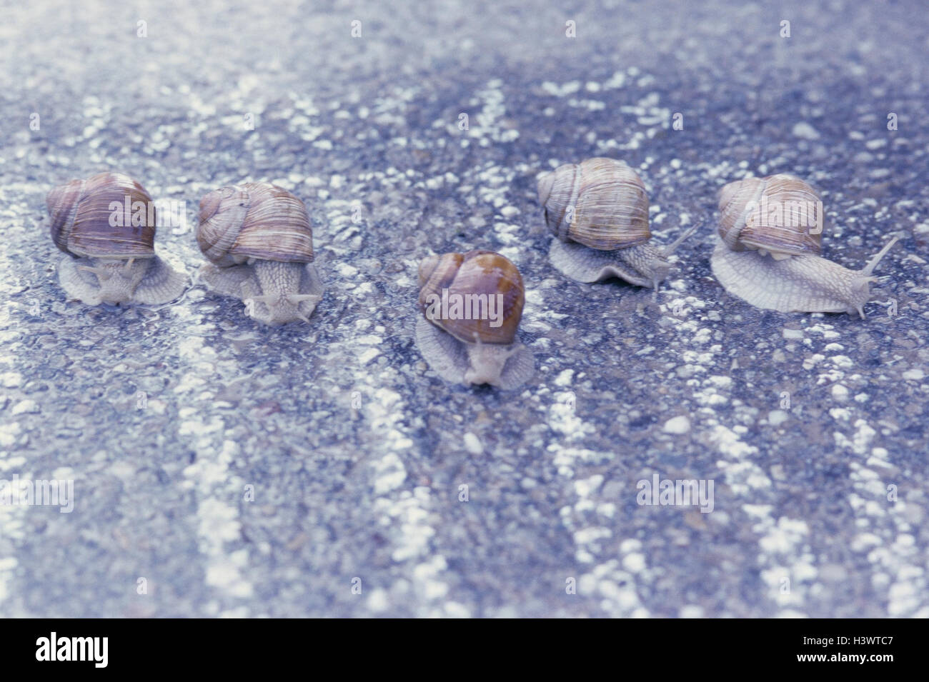 Street, lines, "escargot races" asphalt, escargots, edible snails ...