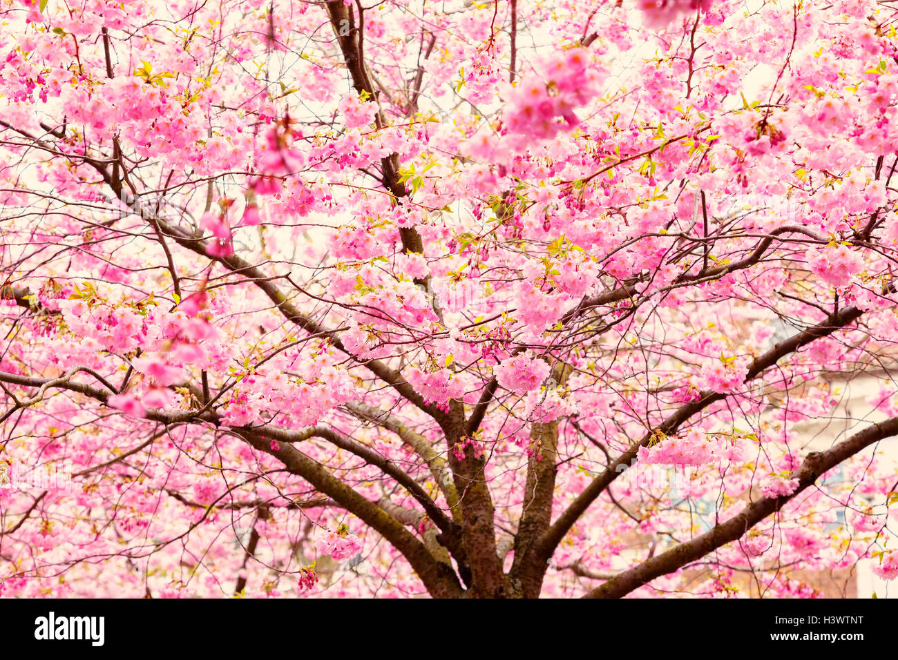 Image of a cherry blossom tree in springtime Stock Photo - Alamy