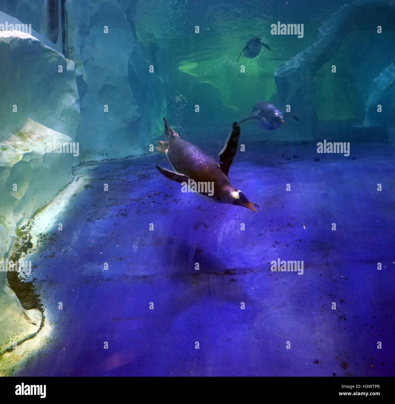 Gentoo penguin, The long-tailed Gentoo penguin is a penguin species in ...