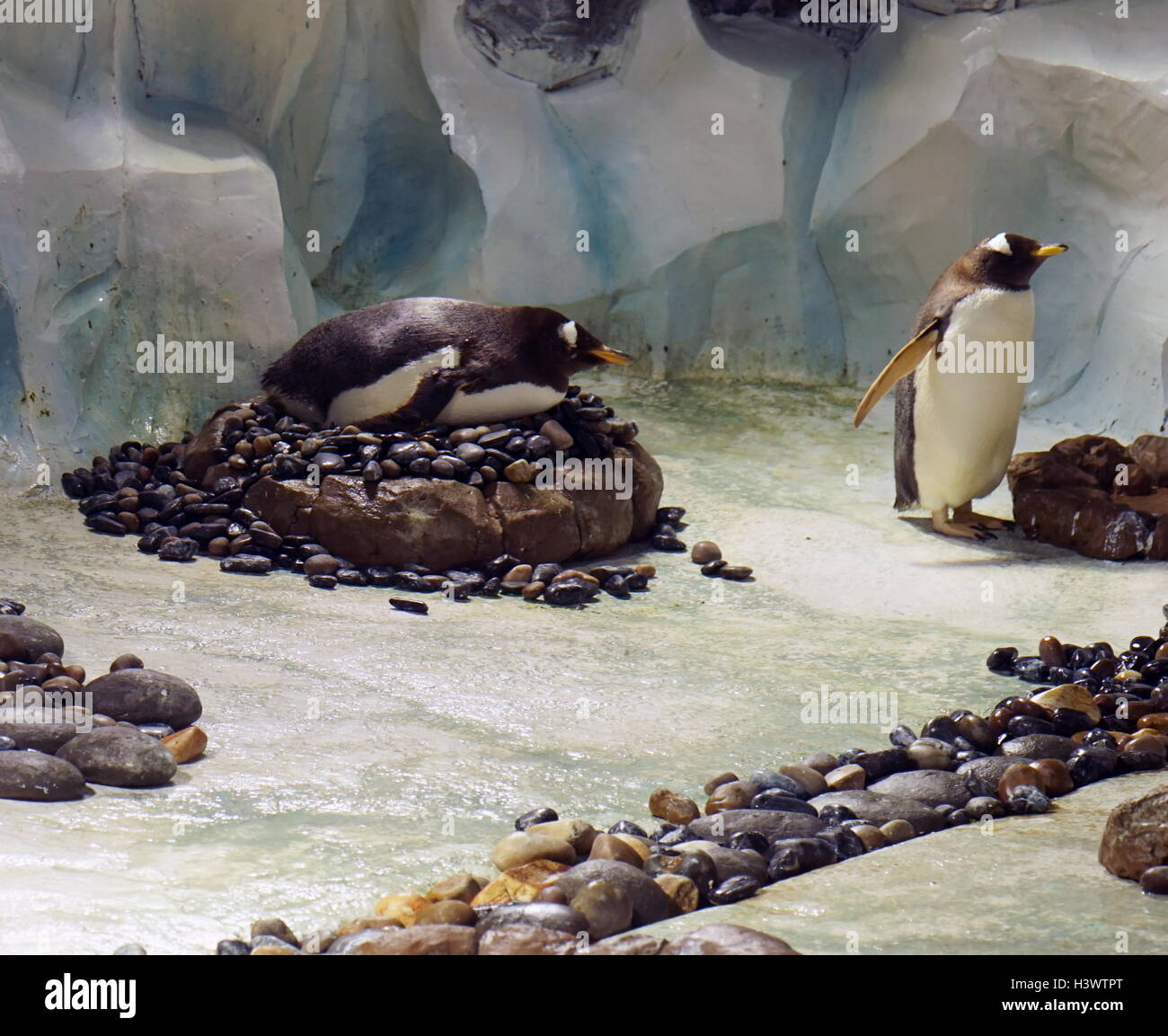 Gentoo penguin, The long-tailed Gentoo penguin is a penguin species in ...