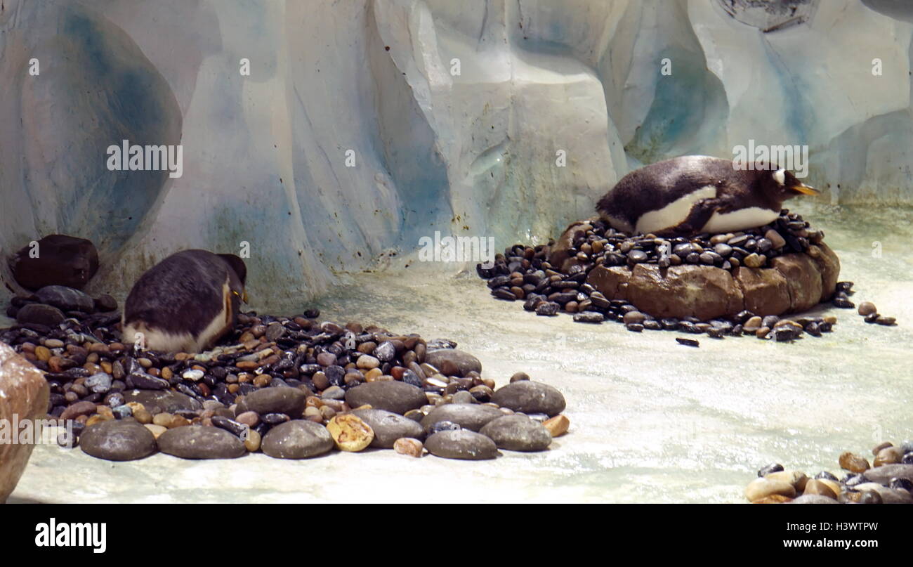 Gentoo penguin, The long-tailed Gentoo penguin is a penguin species in ...