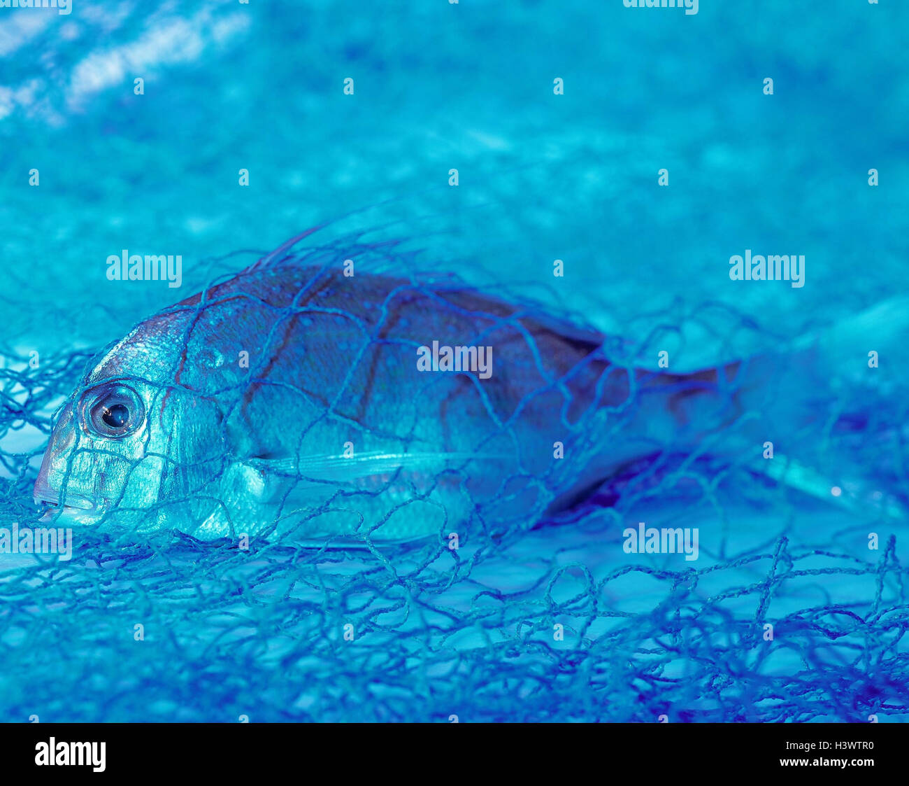 Fishing, fishing net, rosefish, Sebastes spec. Angling, network, fish ...