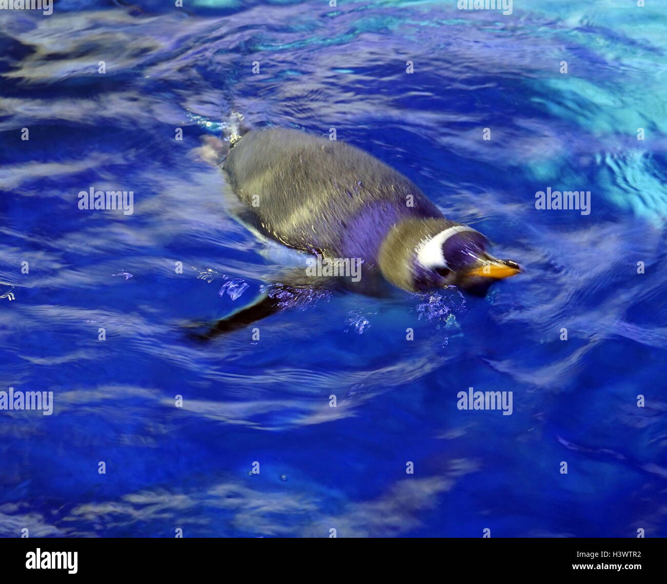 Gentoo penguin, The long-tailed Gentoo penguin is a penguin species in ...