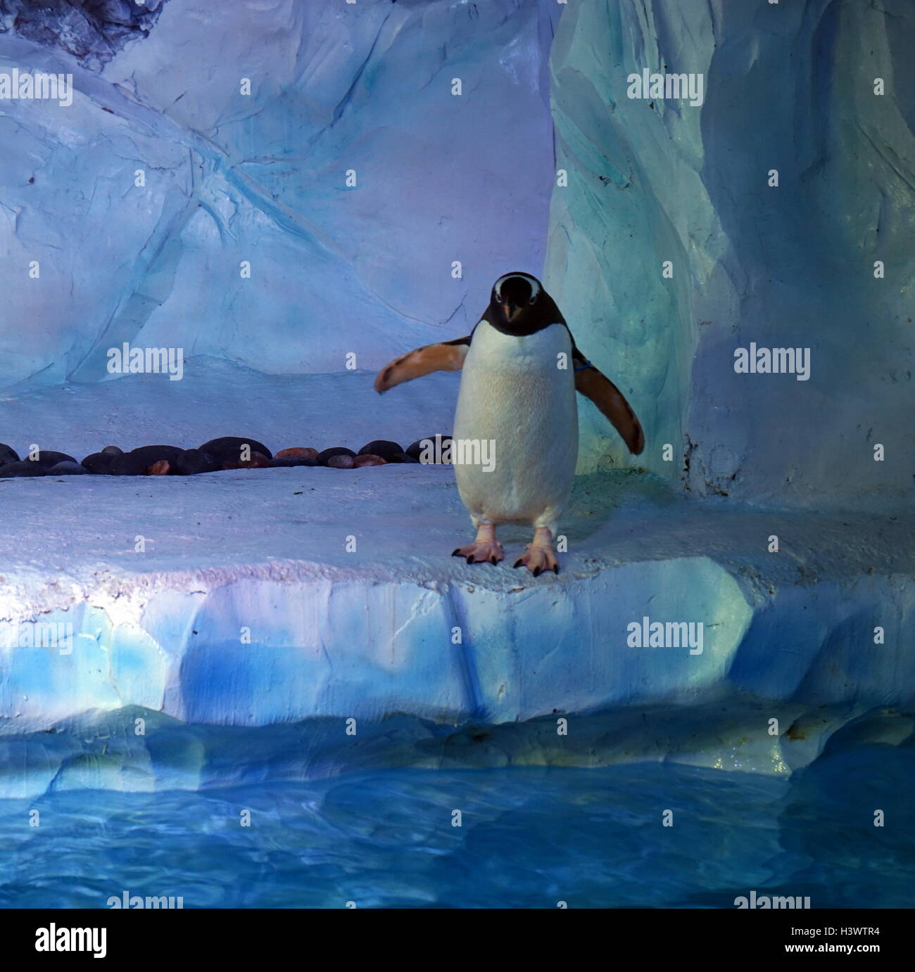 Gentoo penguin, The long-tailed Gentoo penguin is a penguin species in ...