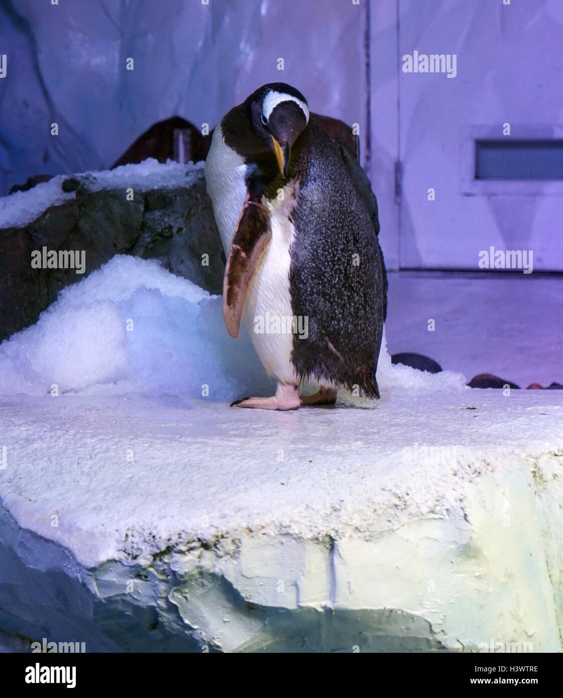 Gentoo penguin, The long-tailed Gentoo penguin is a penguin species in ...