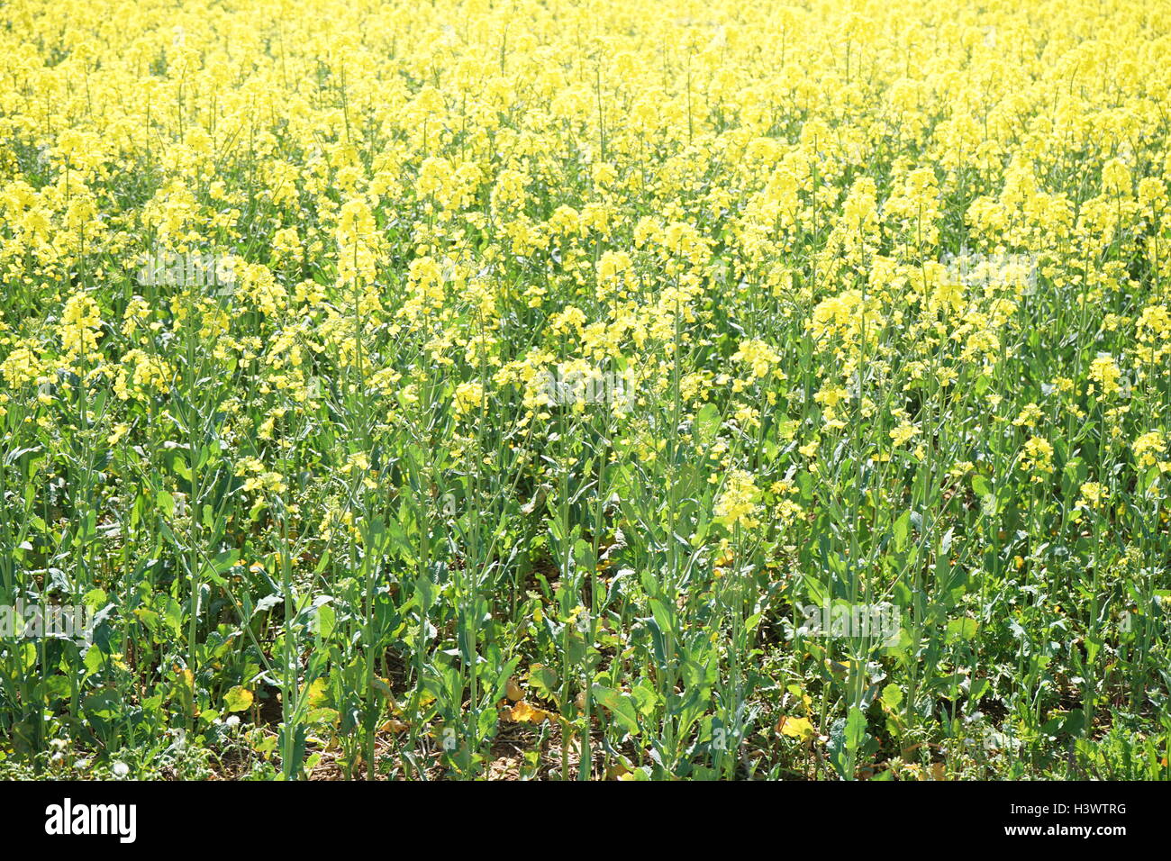 A field of Rapeseed, also known as rape, oilseed rape, rapa, rappi ...