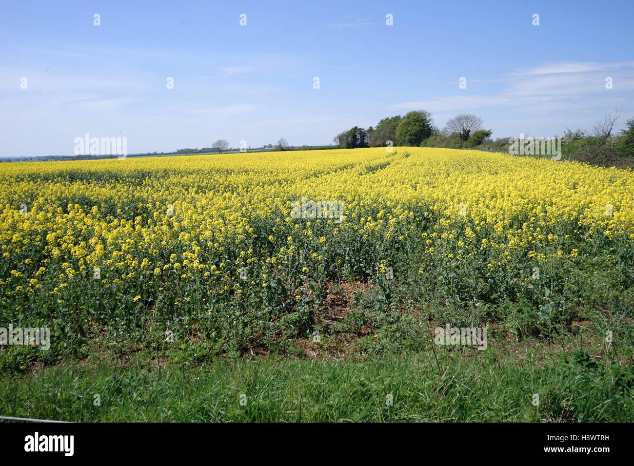 A field of Rapeseed, also known as rape, oilseed rape, rapa, rappi ...