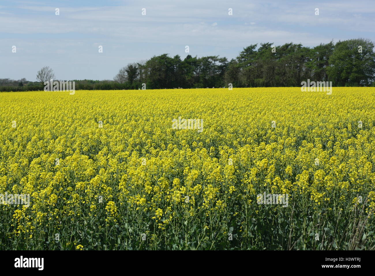 A field of Rapeseed, also known as rape, oilseed rape, rapa, rappi ...