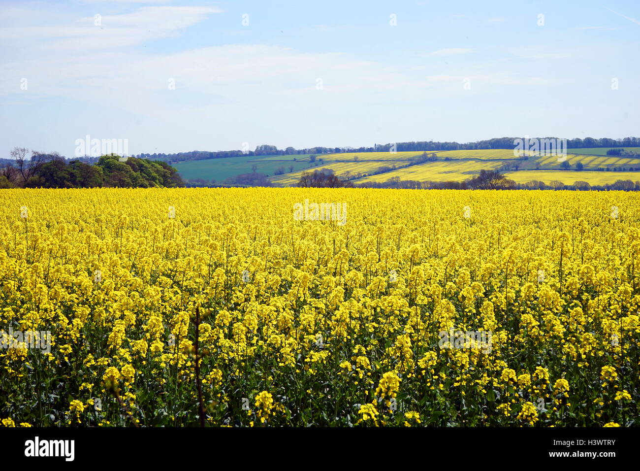 A field of Rapeseed, also known as rape, oilseed rape, rapa, rappi ...