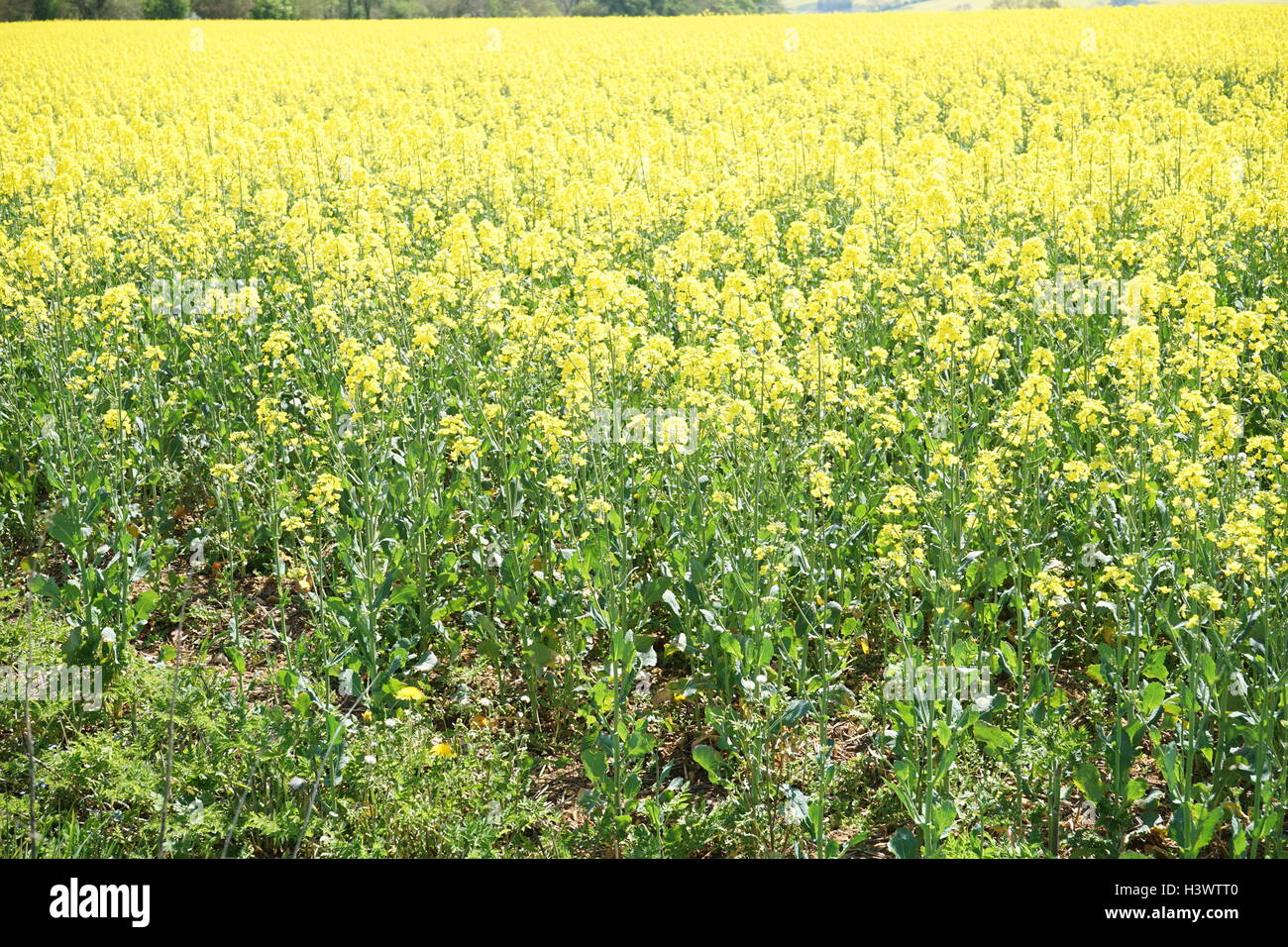 A field of Rapeseed, also known as rape, oilseed rape, rapa, rappi ...