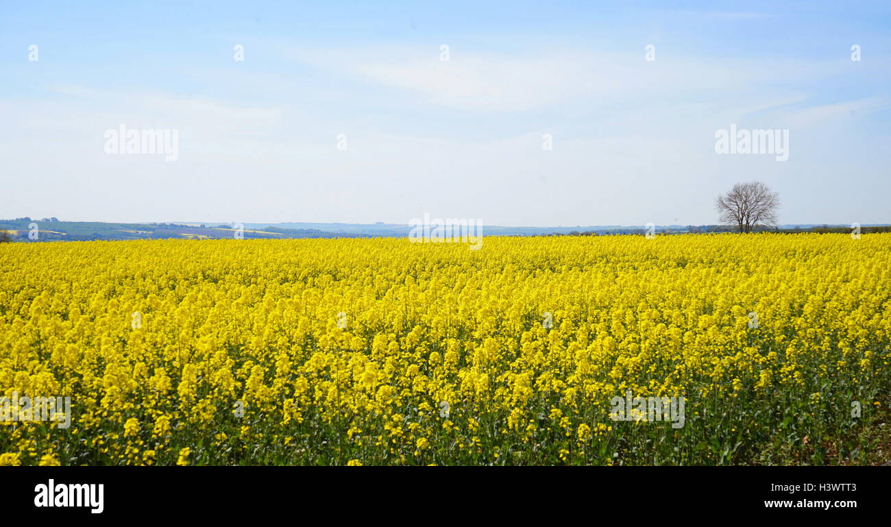 A field of Rapeseed, also known as rape, oilseed rape, rapa, rappi ...