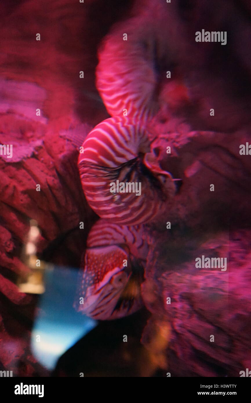 Nautilus pompilius (Chambered nautilus) a genus of cephalopods in the ...