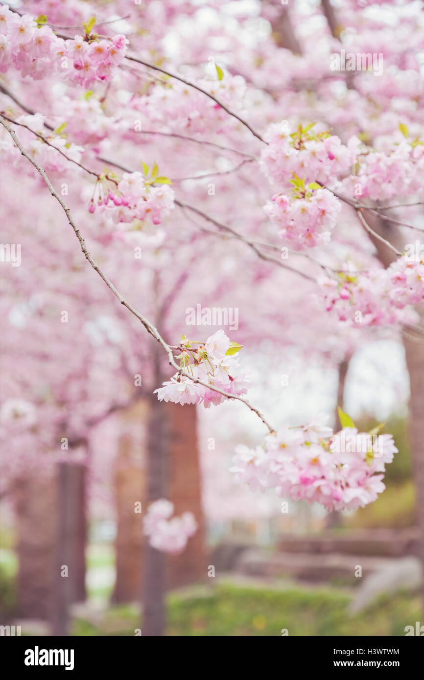 Cherry tree branches hi-res stock photography and images - Alamy