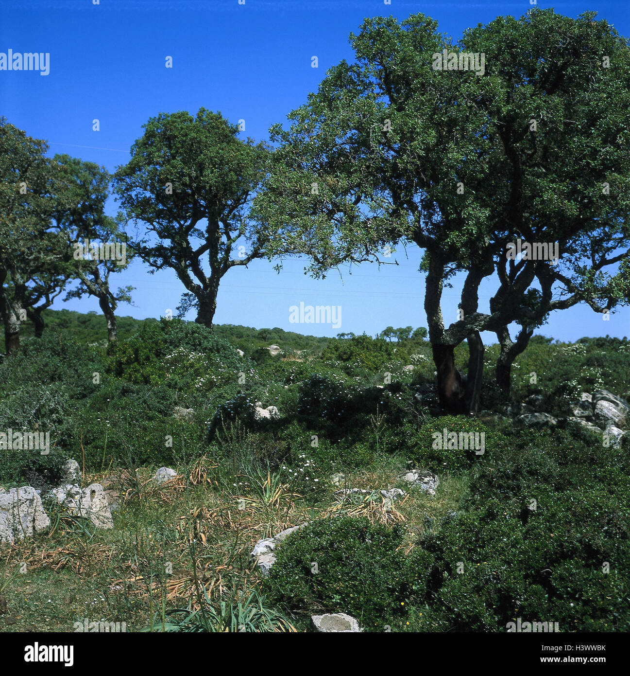 Italy, Sardinia, province Cagliari, Giara Tu Gesturi, nature reserve ...