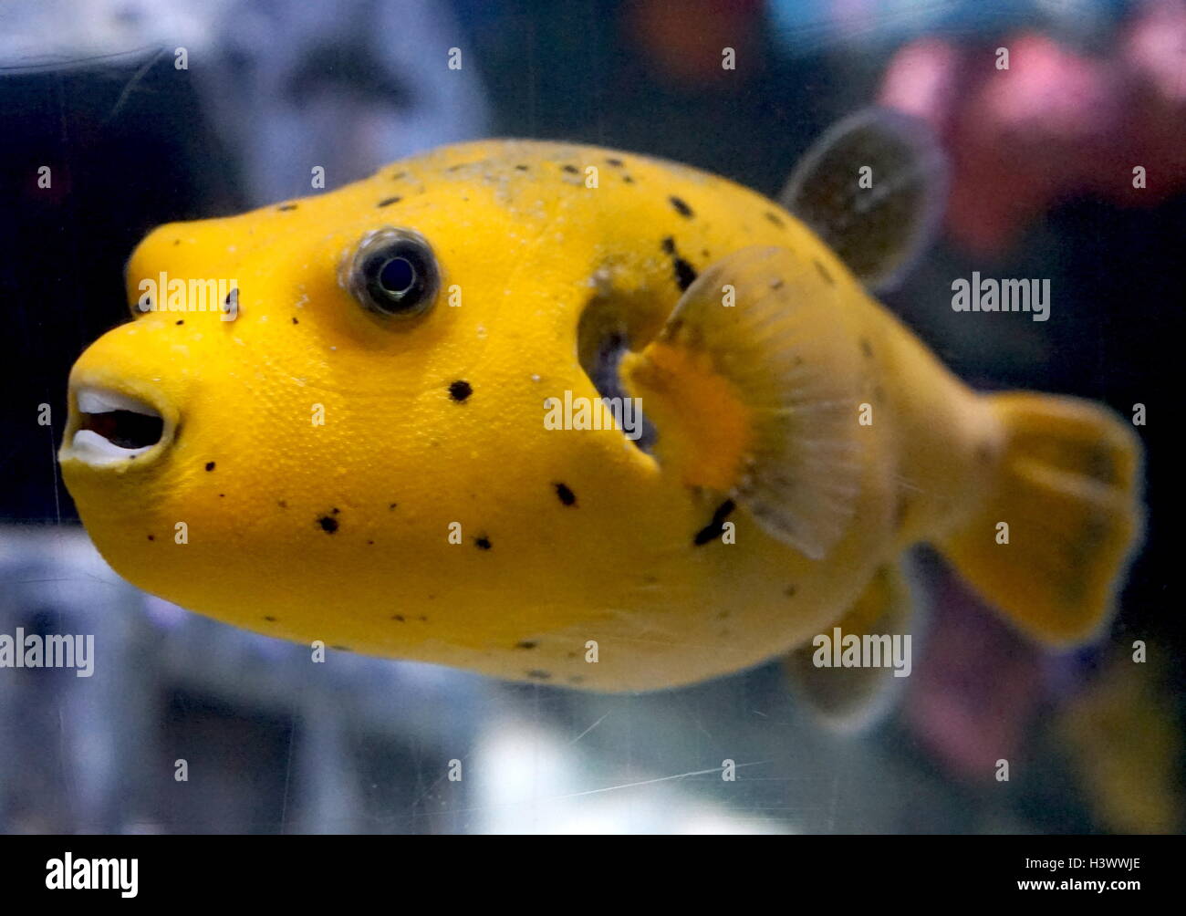 Bubblefish hi-res stock photography and images - Alamy