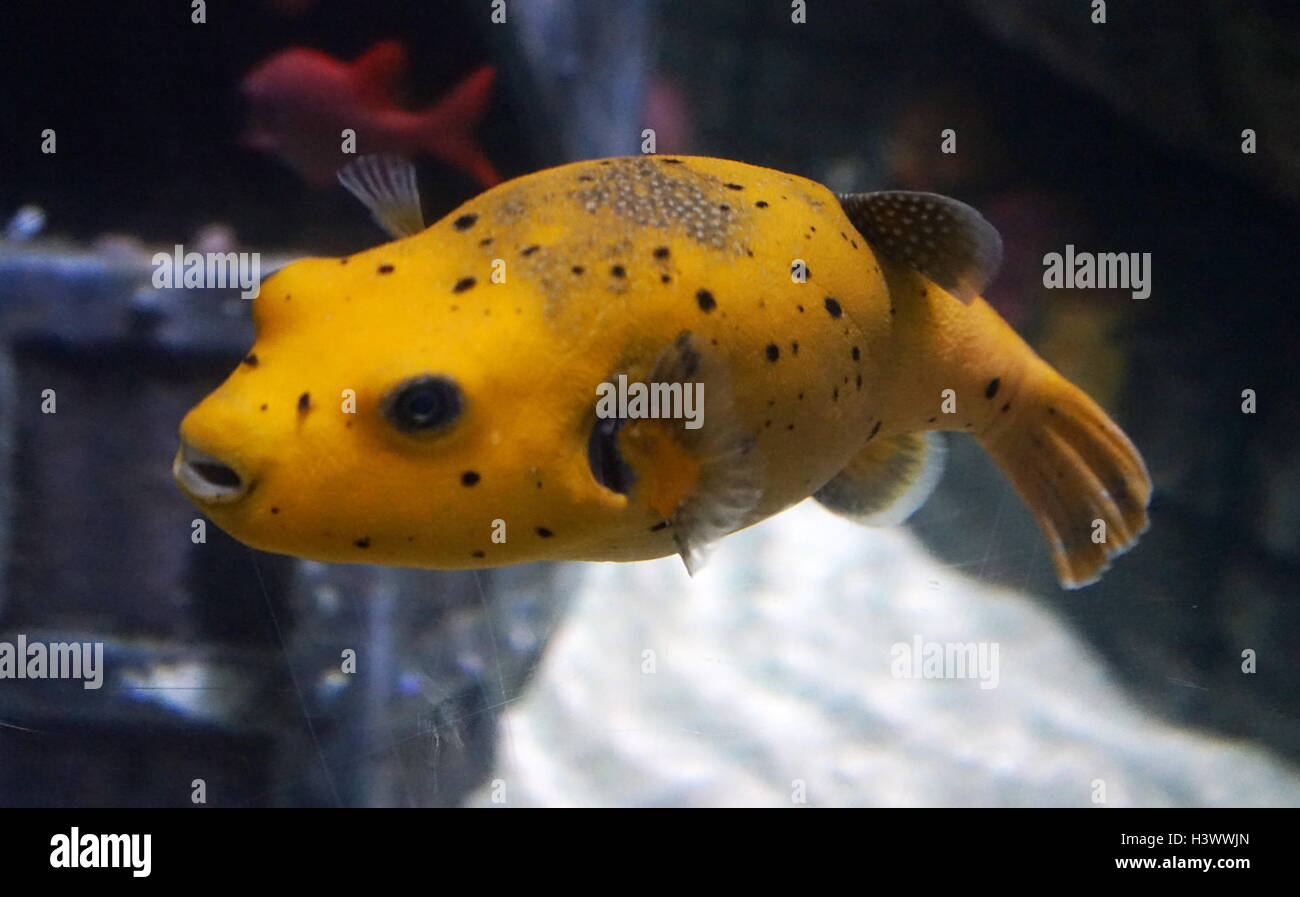 Pufferfish, a member of the Tetraodontidae family, and the majority of ...