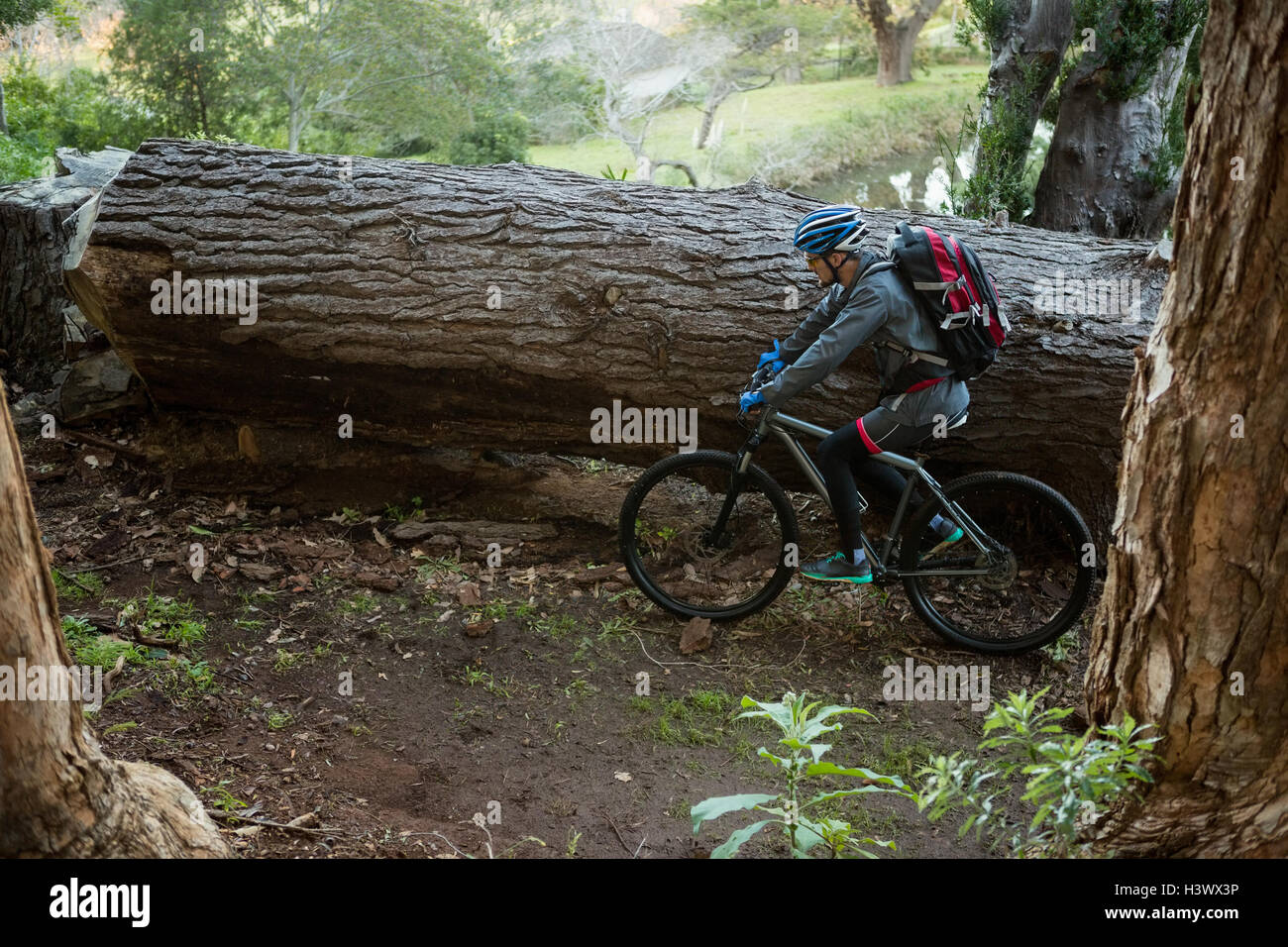 Male mountain biker riding bicycle in the forest Stock Photo - Alamy