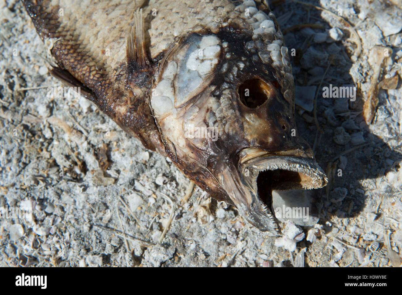 Dead fish due to water pollution hi-res stock photography and images ...
