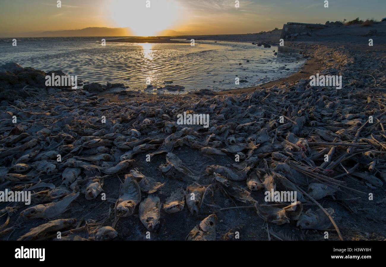 Dead fish due to water pollution hi-res stock photography and images ...