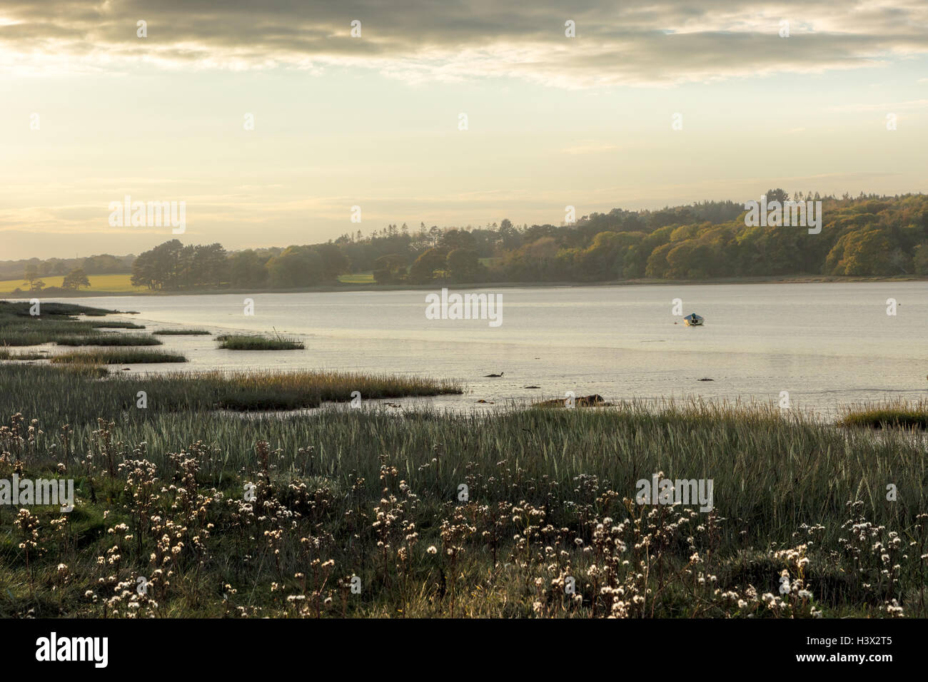 The Cleddau Estuary at Hook near Haverfordwest, Pembrokeshire, as the ...