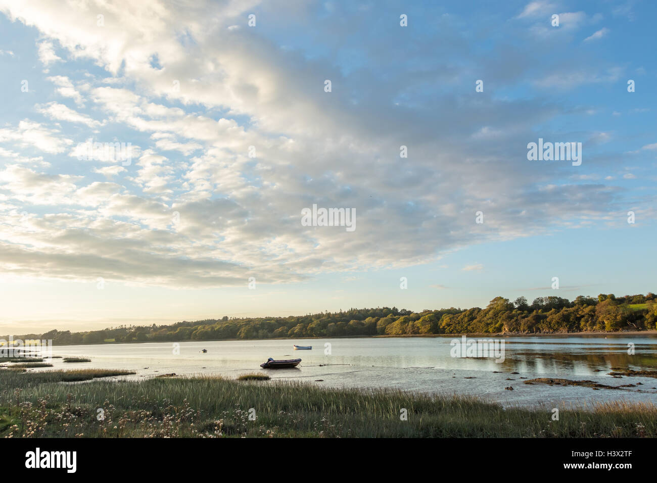 Cleddau river in pembrokeshire hi-res stock photography and images - Alamy