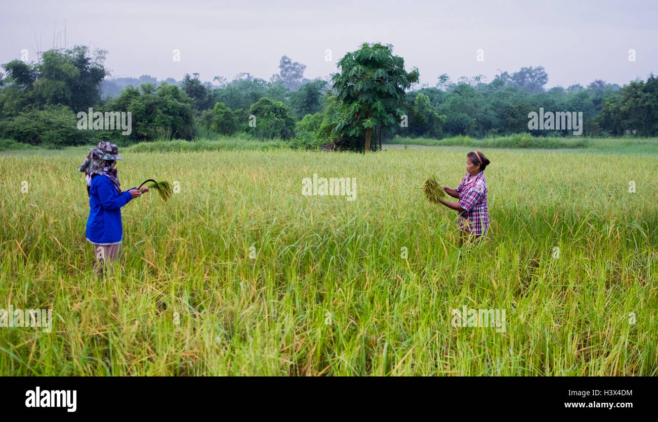 The green rice harvest begins in rural Nakhon Nayok, Thailand. PHOTO BY ...