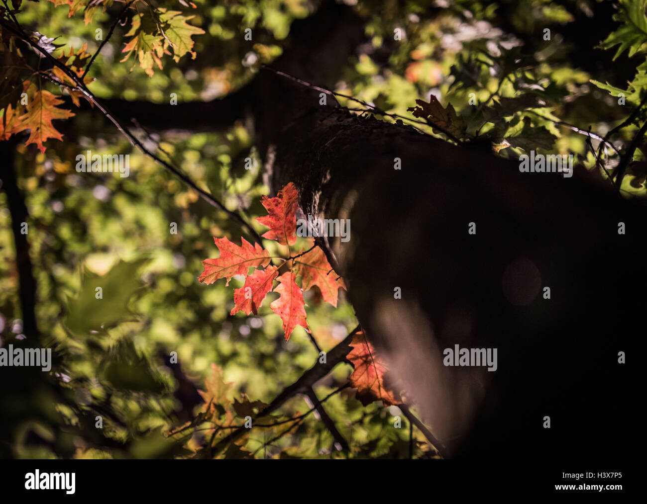 Red-coloured leaves are illuminated by a street light at night in ...