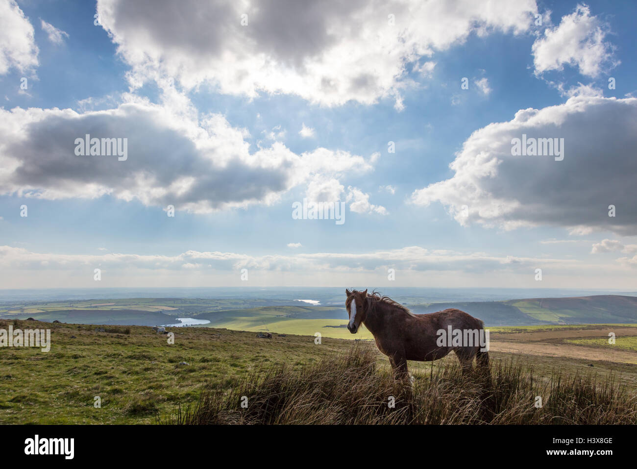 Native pony of wales hi-res stock photography and images - Alamy