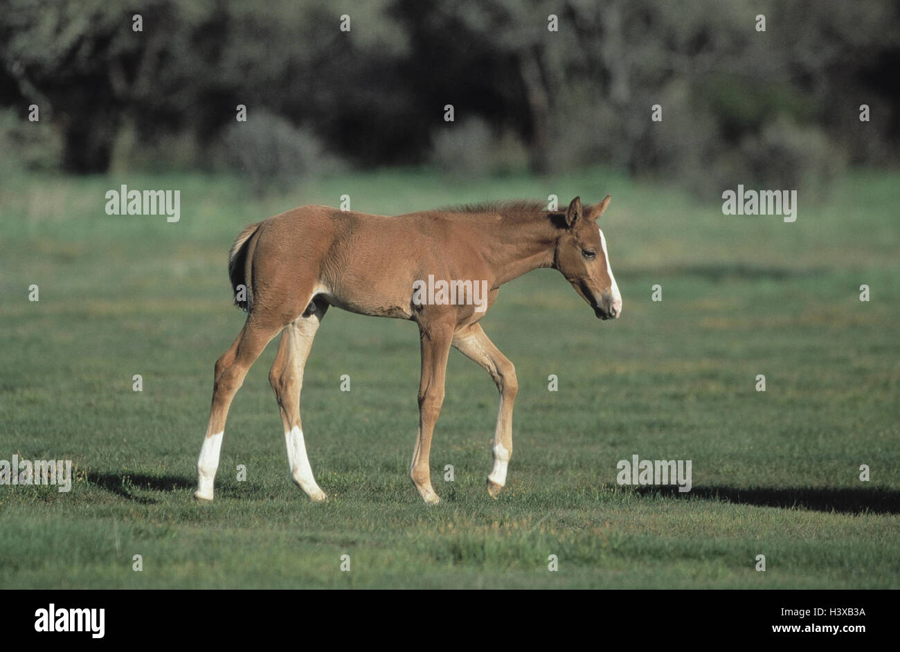 Pasture, foal, animal, animals, horse, horses, meadow, belt, mammal ...