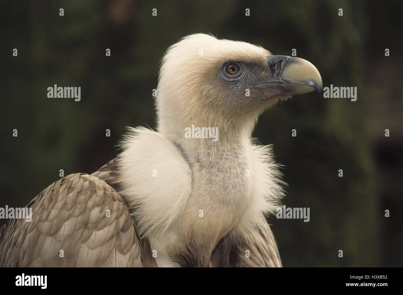 World vulture hi-res stock photography and images - Alamy
