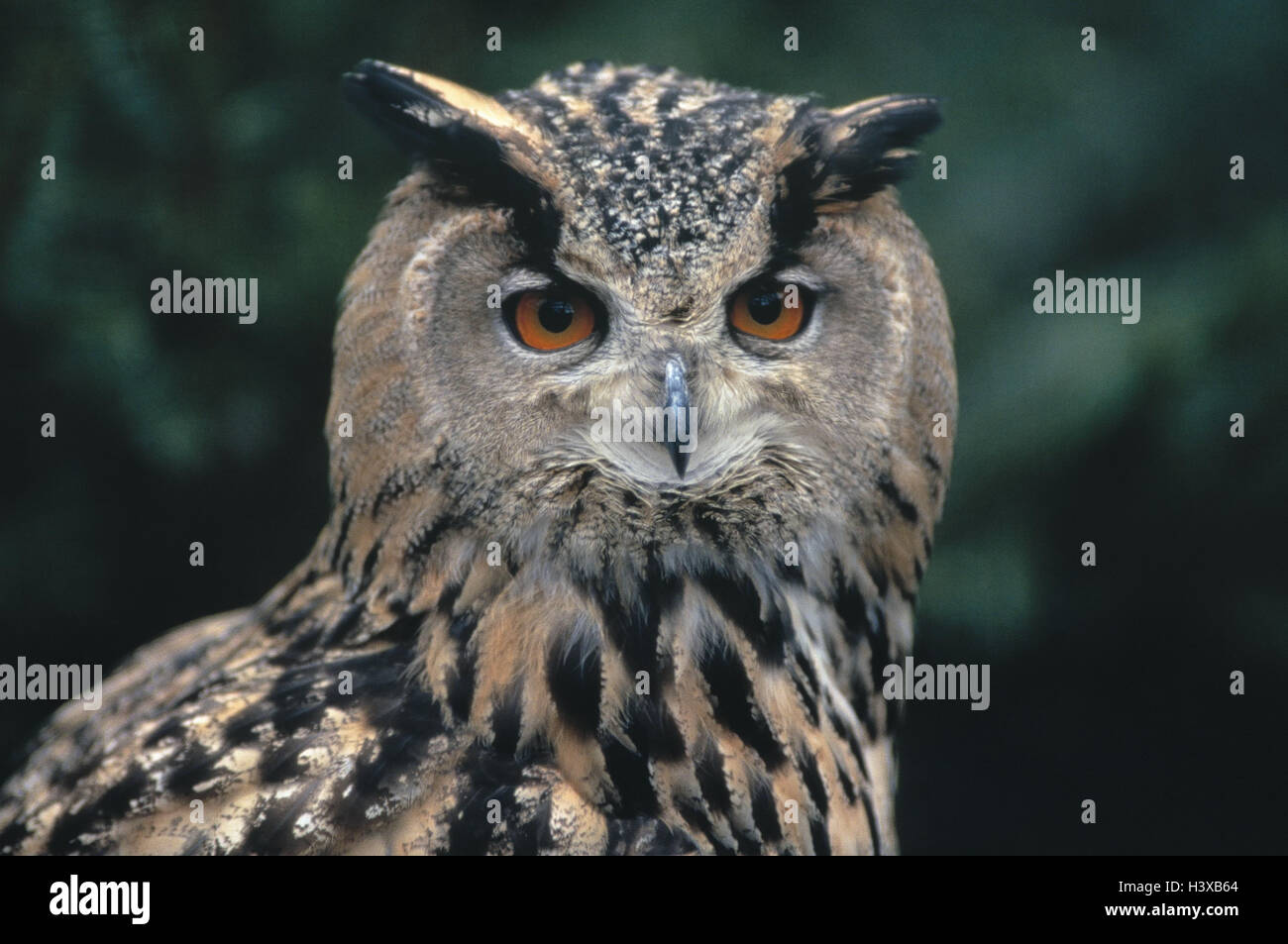 Eagle owl, bubo bubo, portrait, bird 2005 wood, animal, birds, bird ...