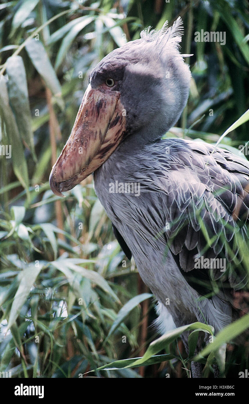 Shoe beaks hi-res stock photography and images - Alamy