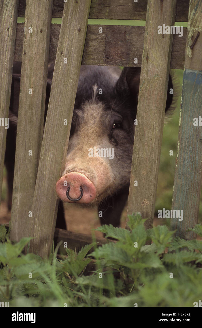 Fence, house pig, look through animals, animal, mammals, mammal, pets ...