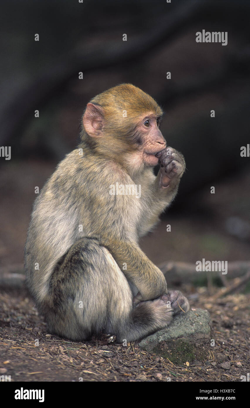 Makakenaffe hi-res stock photography and images - Alamy