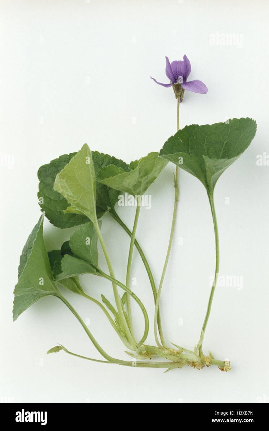 Violets, viola odorata, studio, plants, plant, flower, flowers ...