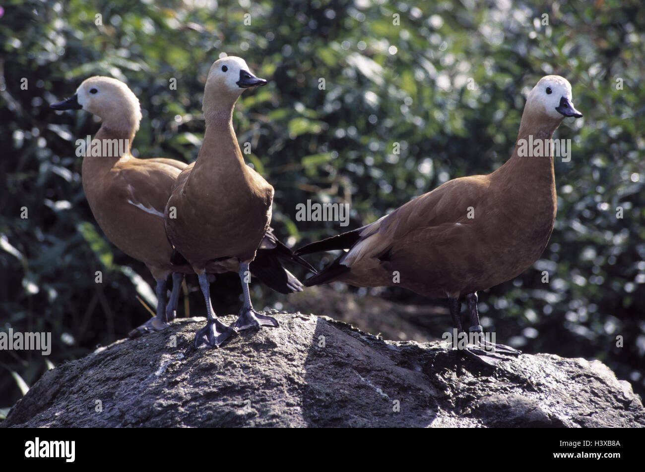 Rust geese, Tadorna ferruginea, three animals, birds, goose's birds ...
