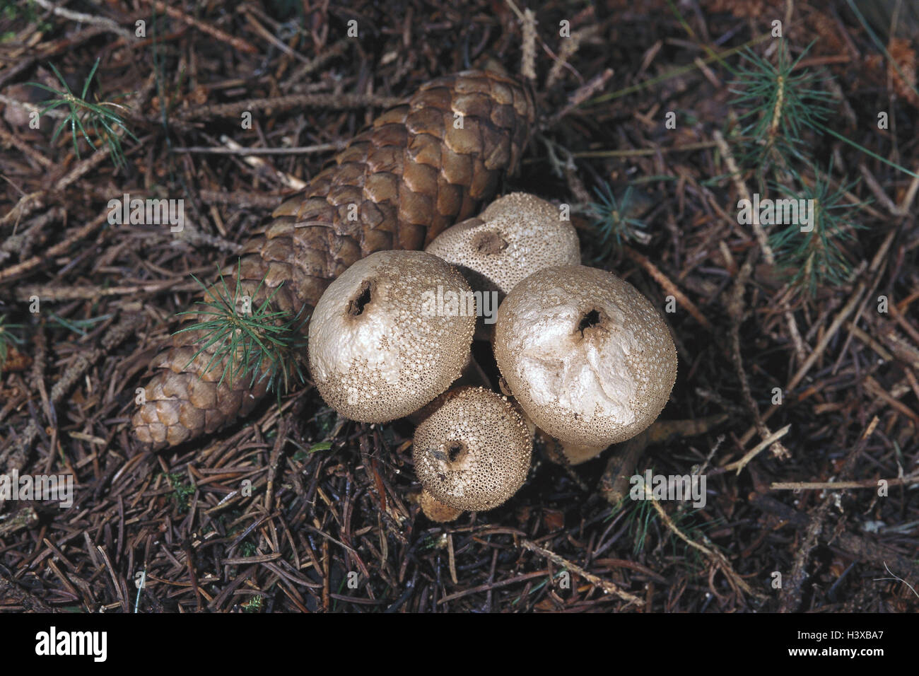Flaschen-Stäubling, Lycoperdon perlatum nature, botany, vegetation ...