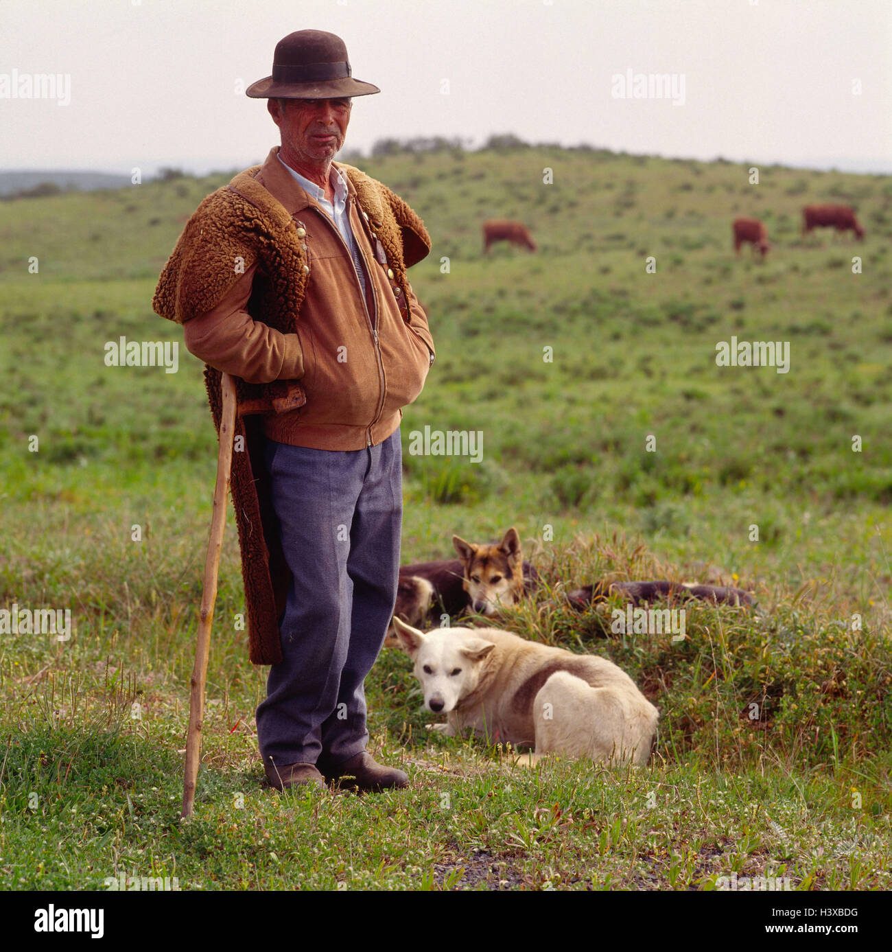Portugal dogs hi-res stock photography and images - Alamy