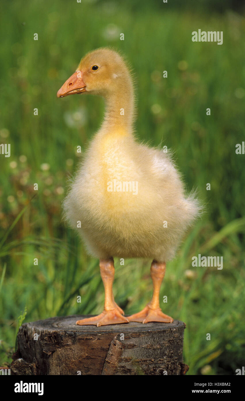 Goose, chick, meadow, animal, animals, birds, goose's birds, anatids ...