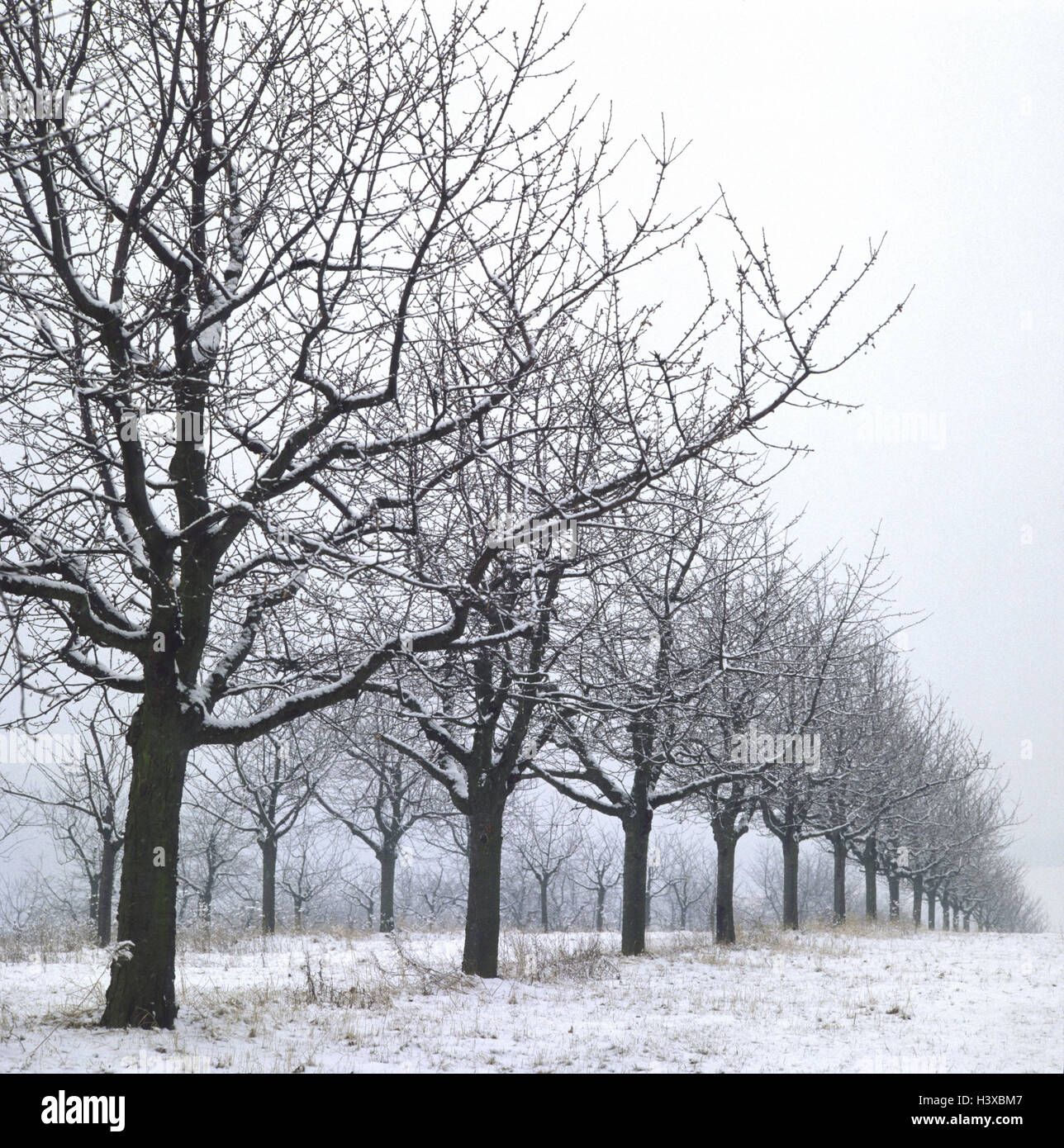Cherry Fruit Tree In Winter